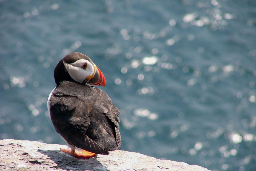 Skellig-ireland06 – CULTURED CREATURES