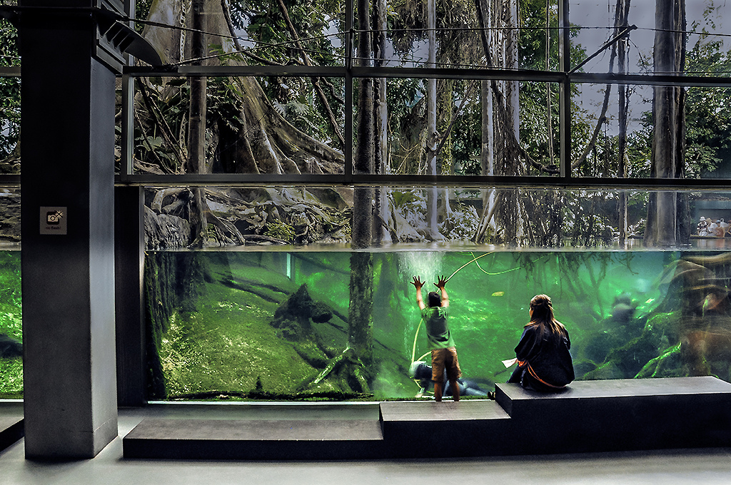 BARCELONA : Flooded Forest แห่งพิพิธภัณฑ์ CosmoCaixa กับการจำลองป่าอเม ...